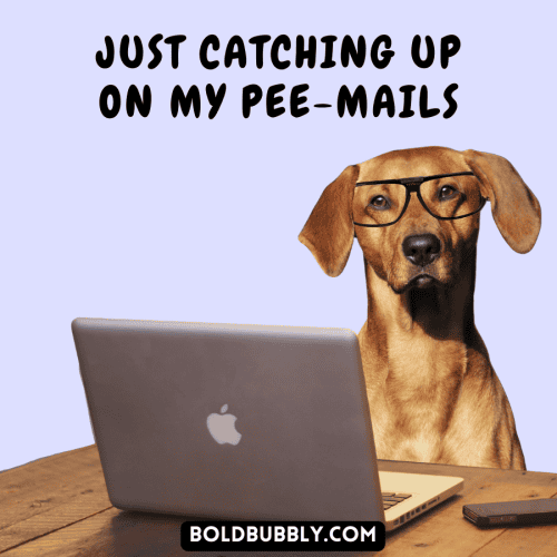 117 Funny Dog Puns That Will Make You Howl With Laughter - Bold & Bubbly